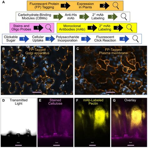 Update Monitoring Polysaccharide Dynamics In The Plant Cell Wall Plantae