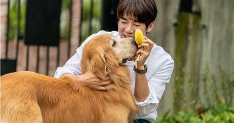 亞洲發燒星／「中大型犬難找飼主」柳演錫暖心領養 不為女友丟狗：會陪伴到最後 娛樂 Ctwant