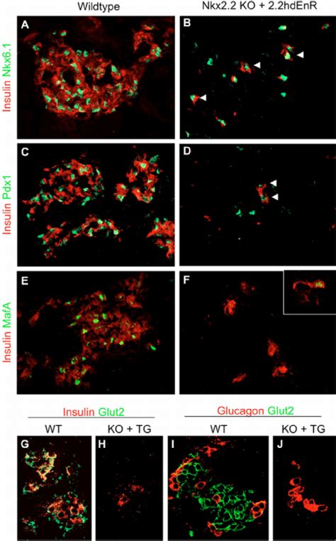 Immature β Cells Are Restored In Nkx22 Null Embryos Carrying The