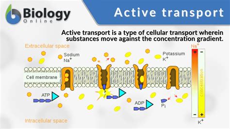 Transport Definition And Examples Biology Online Dictionary