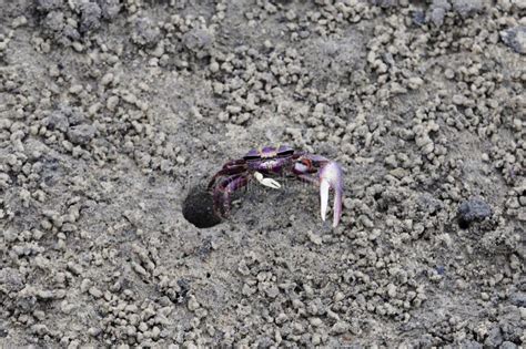 A Fiddler Grab Uca Tangeri On A Mudflat Stock Image Image Of Bigger