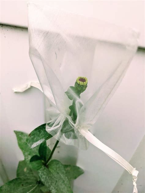 Zinnia Breeding Hand Pollination To Create Hybrid Zinnias Bunny S