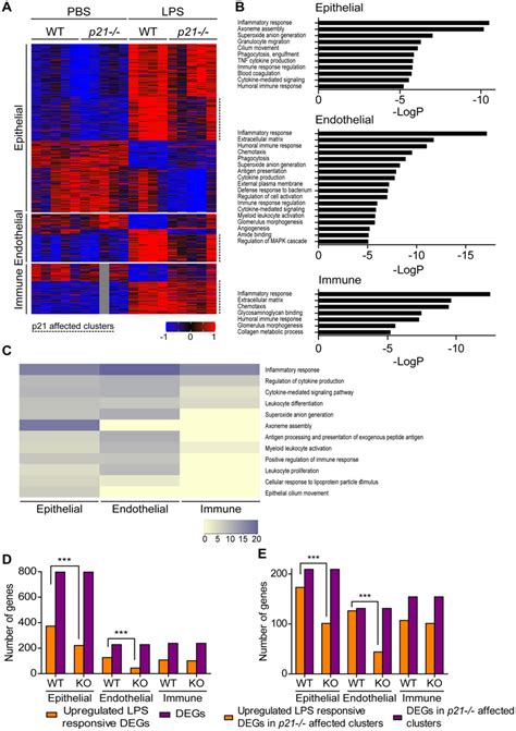 Epithelial And Endothelial Cell Populations Mediate P21 Dependent