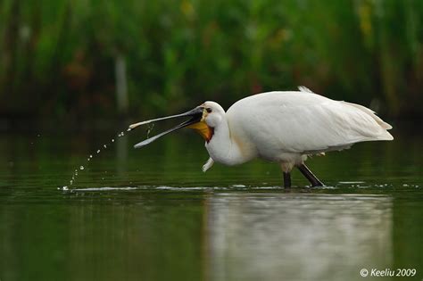 低角度下拍攝的白面琵鷺 飛羽攝影 Avian Images 飛羽大同 allbird org Powered by Discuz