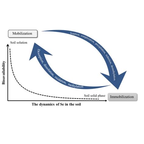 PDF Bioavailability Of Selenium In Soil Plant System And A Regulatory Approach