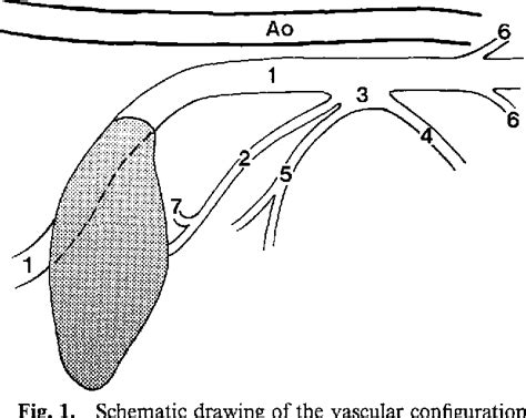 Figure 1 From Congenital Portosystemic Shunts In Three Pigs And One