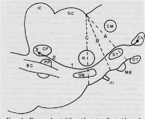 Figure 1 From Connections Of The Mesencephalic Locomotor Region Mlr In Connections Of The