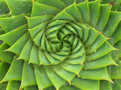 Understanding The Fibonacci Sequence