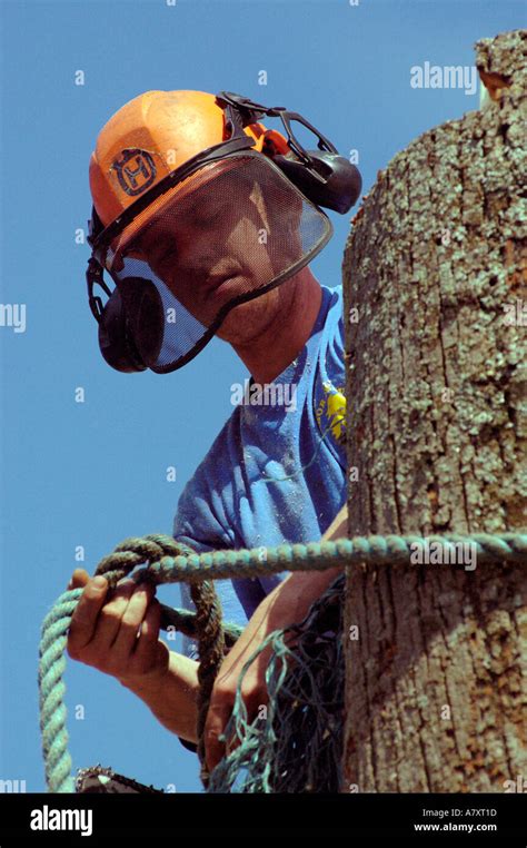 Tree Surgeon Up In Tree Close Up Showing Face And Wire Mesh Safety Visor Cutting Down Lime