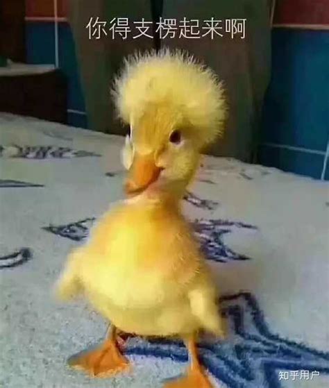 抗利尿激素、心房钠尿肽、内皮素、no、血管紧张素2为什么可以抑制肾素释放？ 知乎