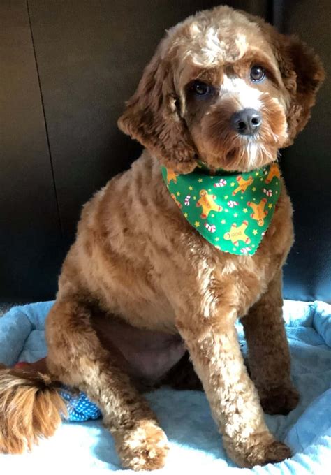 Cavapoo Size Full Grown How Big Do Cavapoos Get Toy And Mini