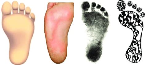 Foot Selection Initialized Stages Download Scientific Diagram