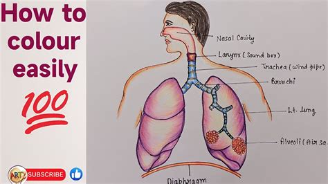 How To Draw Respiratory System How To Colour Respiratory System