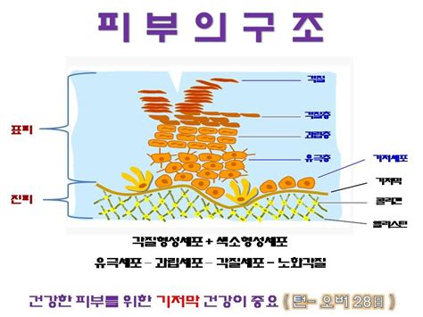 03 피부의 구조 2