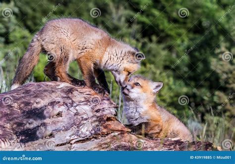 Innocent Kiss Stock Image Image Of Meadow Mammal Flower 43919885