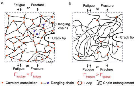 Fracture And Fatigue Of Entangled And Unentangled Polymer Networks A Download Scientific