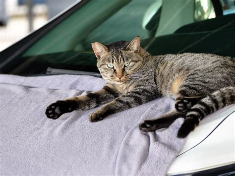 毎日が猫曜日猫写は私のビタミン剤 睨んでる目が