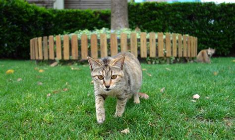 土拨猫 土拨猫图片 大山谷图库