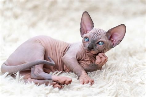 10 Best Sphynx Breeders 2025 Our Top 10 Picks