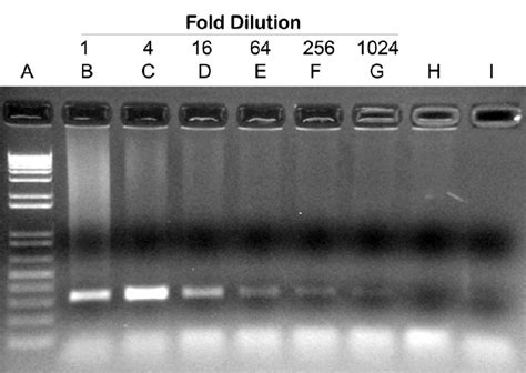 Transgene Detection In Serial Dilutions Sperm Containing One Copy Each