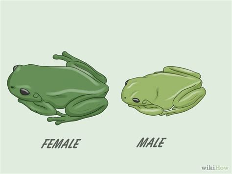 How To Tell If Your Tree Frog Is Male Or Female 9 Steps