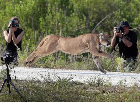 Florida Wildfire Biologists Release Panther Into The Wild Gagdaily News