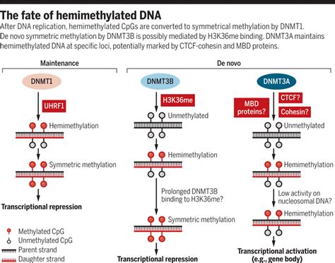 Hemimethylation Dnas Lasting Odd Couple Science