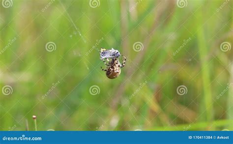 Four Spot Orb Weaver Araneus Quadratus Spider A Spider Bites A Fly