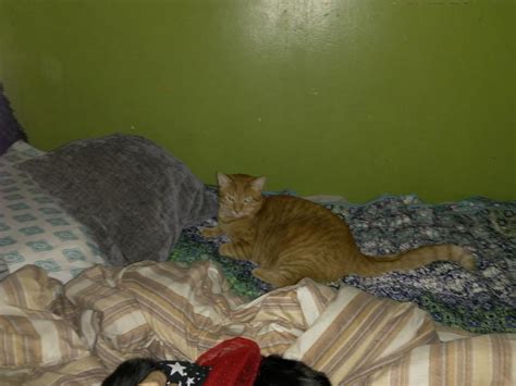 Lost Cat Unknown In Ransomville Ny Lost My Kitty