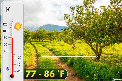 Are Lemon Trees Self Pollinating