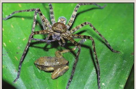 Recent Metamorph Alcalus Baluensis Froglet Predated By A Large