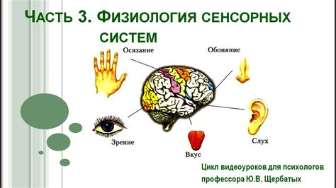 Анализаторы Зрительный анализатор Youtube
