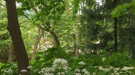 Тверские ботаники рассказали о пользе комаров ТИА