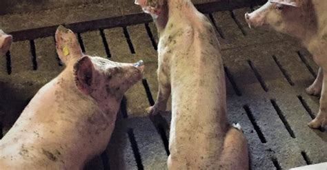 A Evolução Do Vírus Pcv2