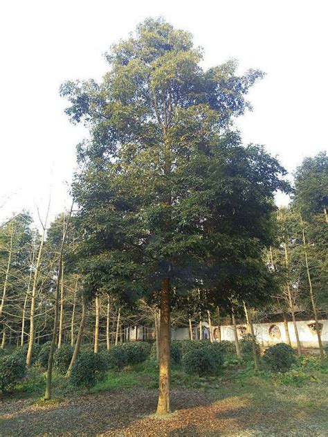桢楠