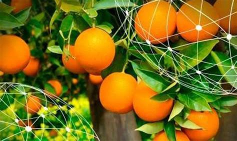Resumen Del Mercado Global De La Naranja