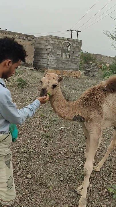 الساهر يشرب حليب الناقة 🤣😂 Youtube