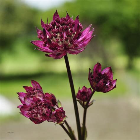 Buy Astrantia Major Ruby Wedding Buy Nursery Grown Plants Online Claire Austin
