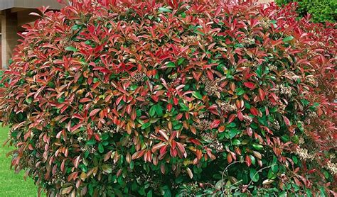 Photinia x fraseri Dicker Tony Gavallér Kertészet