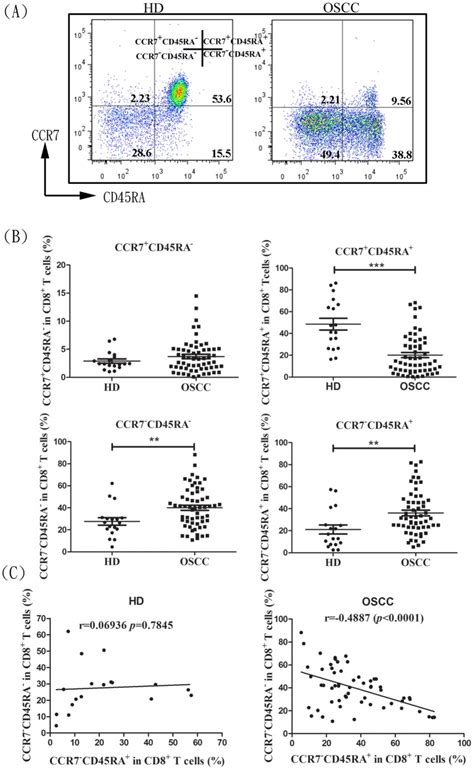 A Peripheral Cd8 T Cell Can Be Separated Into 4 Subsets Download Scientific Diagram