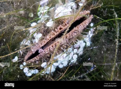 Underwater Photography Of A Pinna Nobilis Known By The Common Names Noble Pen Shell And Fan