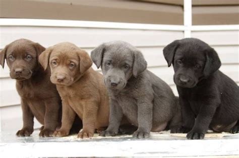 Silver Eyed Chocolate Lab