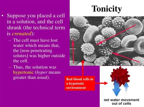 Ppt Cells Powerpoint Presentation Free Download Id5050827
