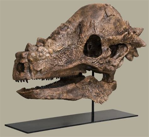 Pachycephalosaurus Wyomingensis Skull Lance Fm Specimen Display