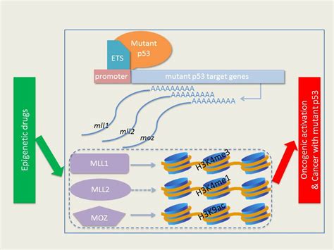 Mutated P53 Tumor Suppressor Protein Uses Epigenetics To Drive