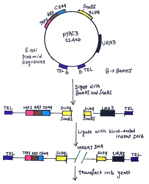 Yeast Cloning Vectors Discover Biotech