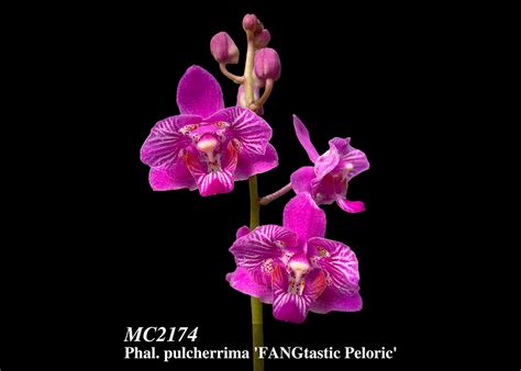 Phal Pulcherrima Fangtastic Peloric