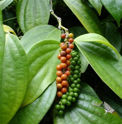 Black Pepper Plant Piper Nigrum Garden Plants Medicinal Plant