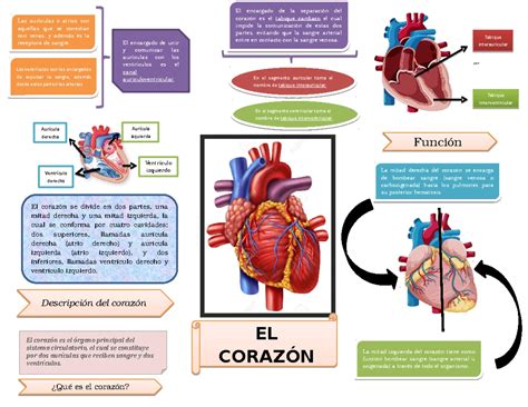 Anatomía Del Corazón Resumen Netter Atlas De Anatomia Humana