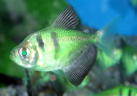 Goldfish Aquarium Messages Gymnocorymbus Ternetzi Var